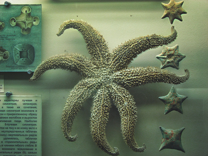 Stages of starfish development / Photographer: @SIVframes